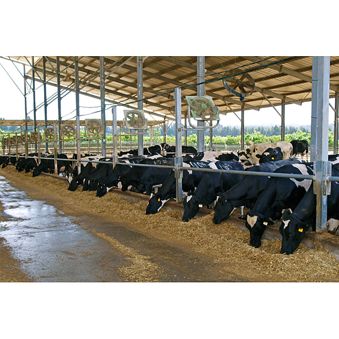 CELO Blitzanker BAZ 16-138/20, galvanisch verzinkt, Option 1 - Apolo ...